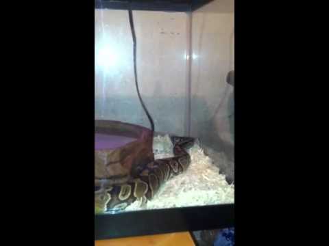 Signs of hungry ball python - YouTube