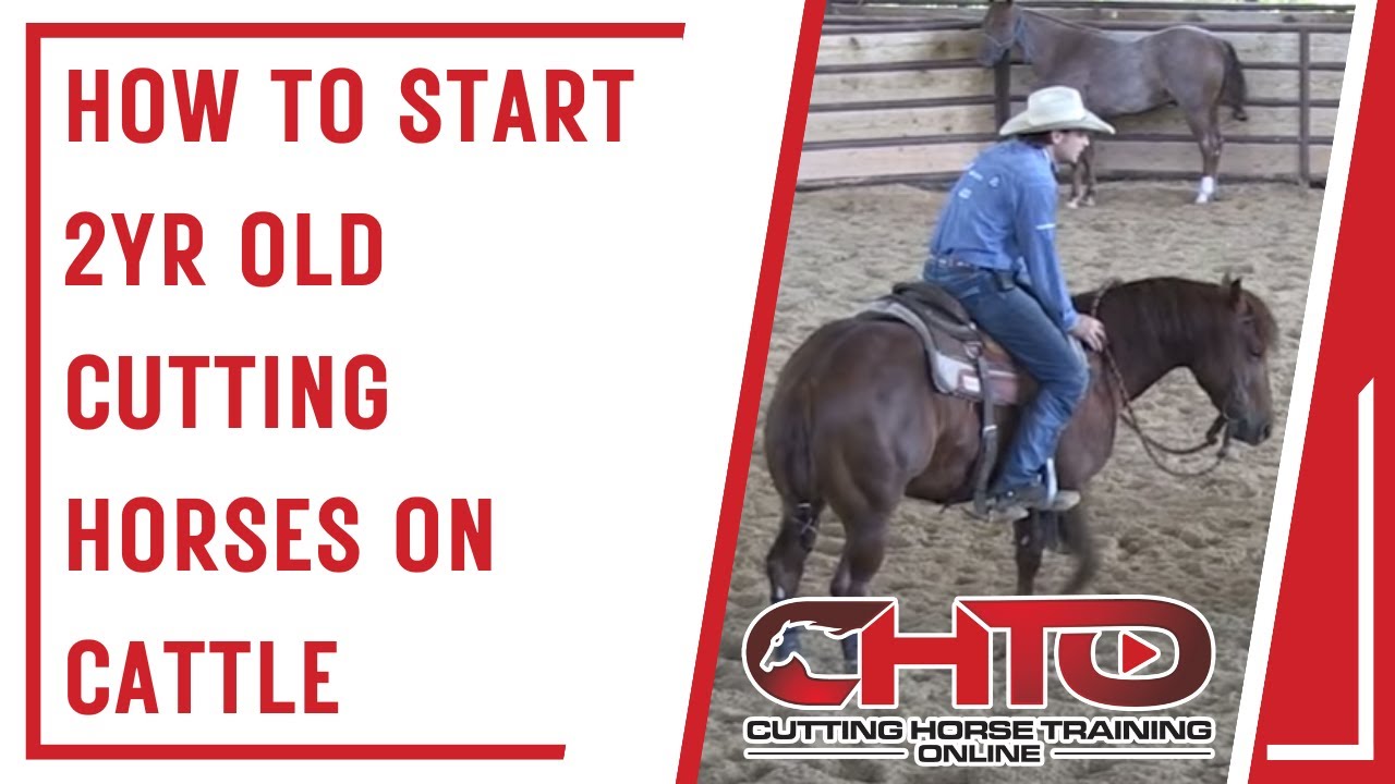 How To Start 2yr Old Cutting Horses On Cattle - YouTube