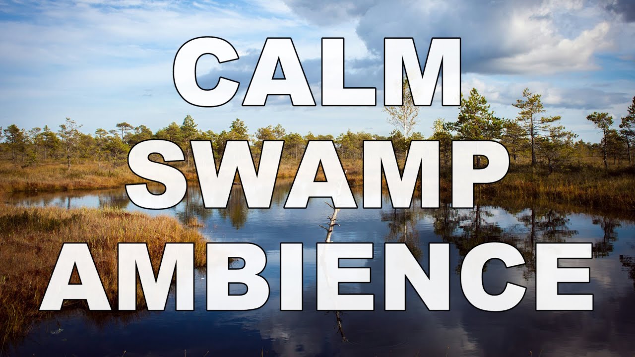 Swamp Ambience | Nature Sounds - YouTube