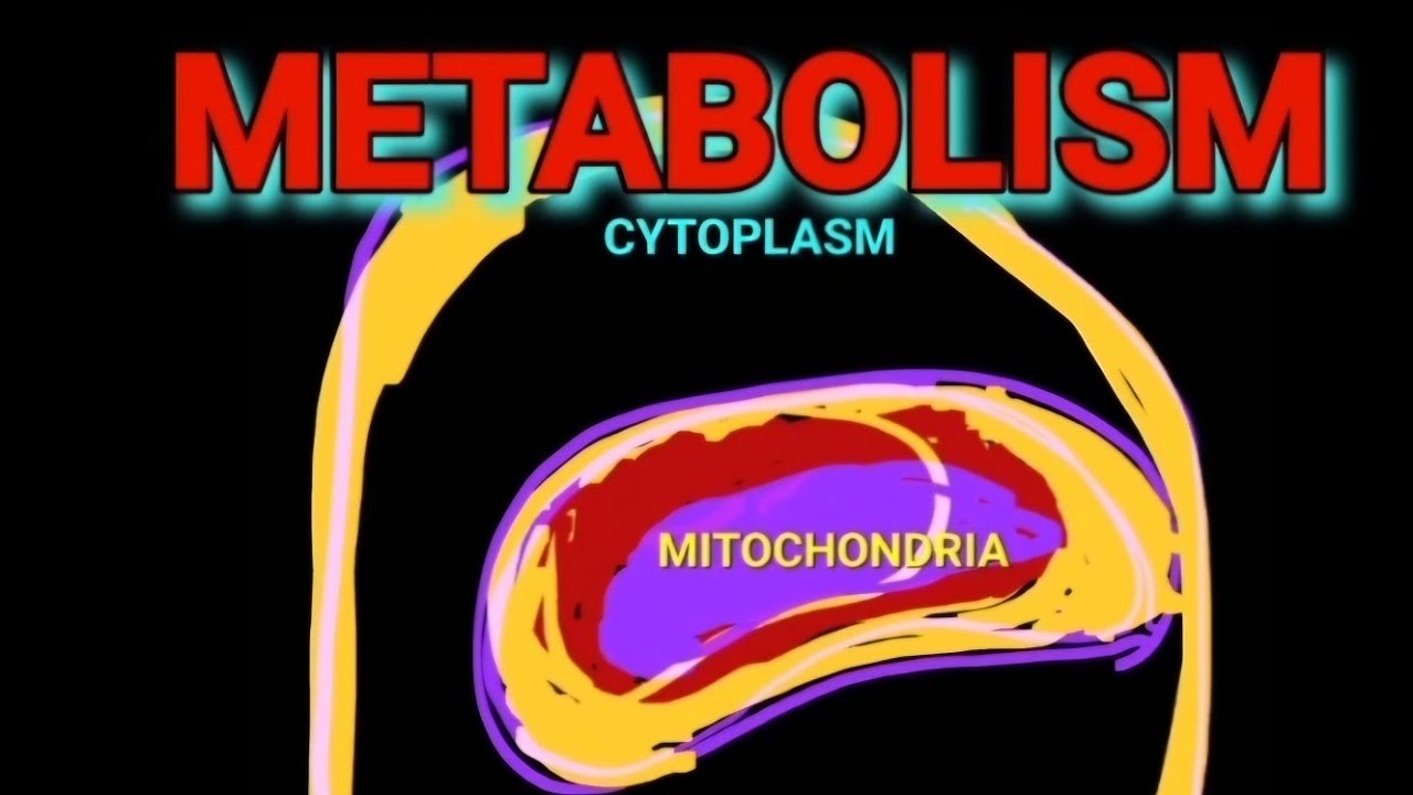 Metabolism: Definition- AI @Metabolism Made Easy - YouTube