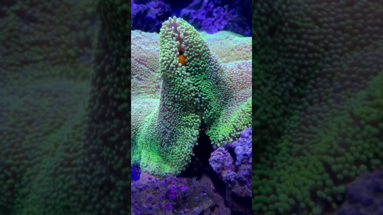 Very interesting Sea Creatures - YouTube