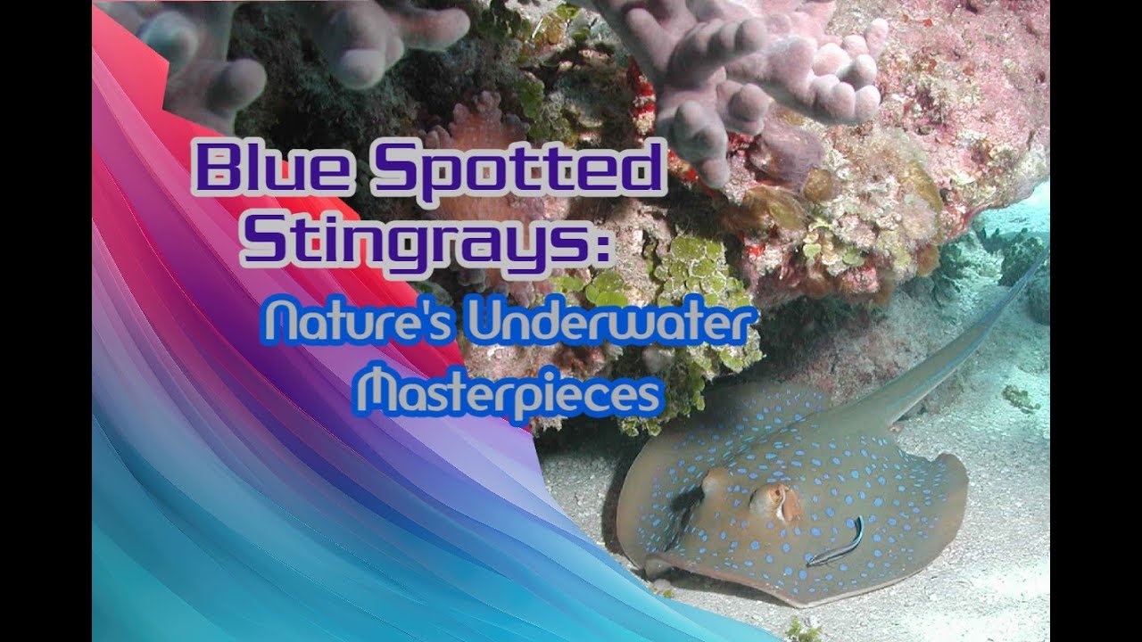 Blue Spotted Stingrays: Nature's Underwater Masterpieces #stingrays # ...