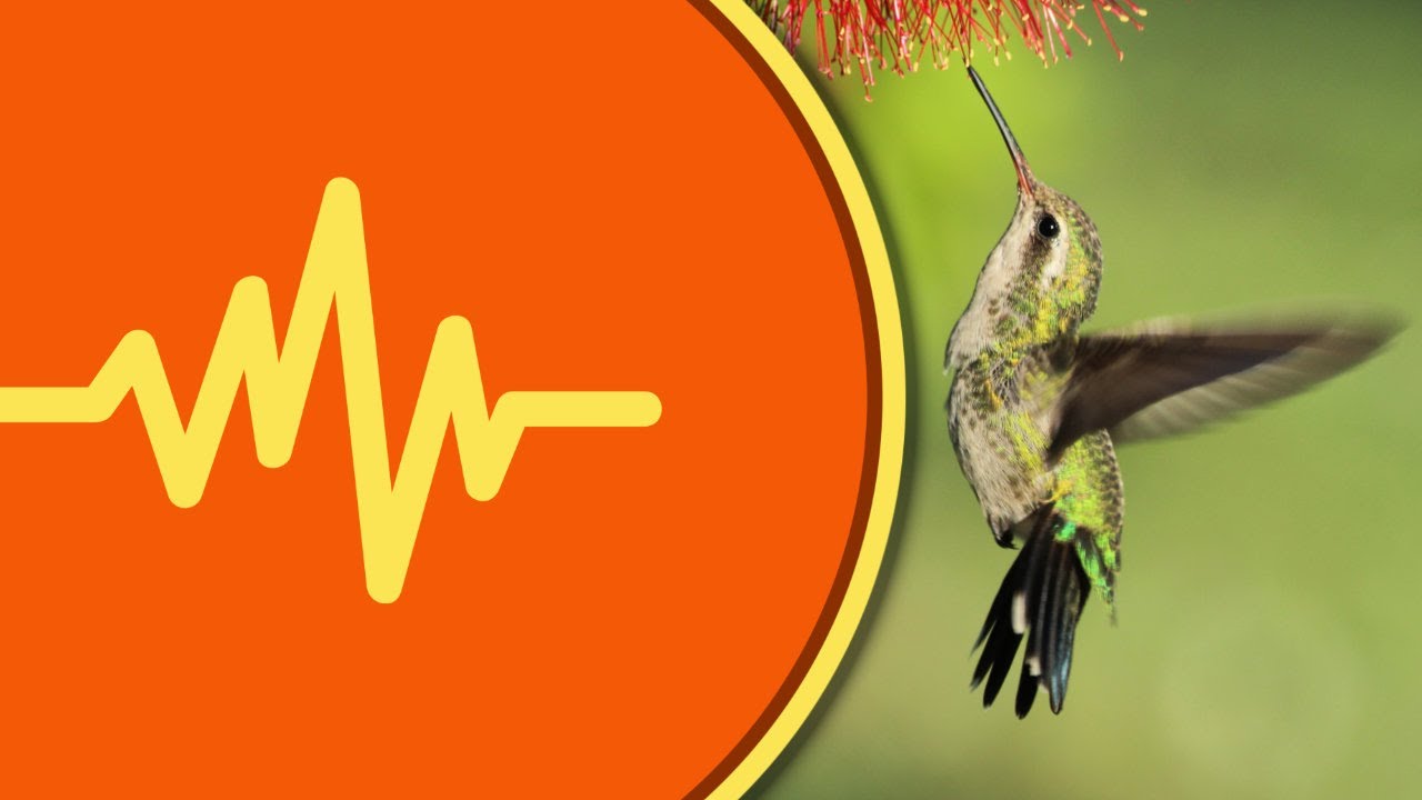 Hummingbird Sound Effects - YouTube
