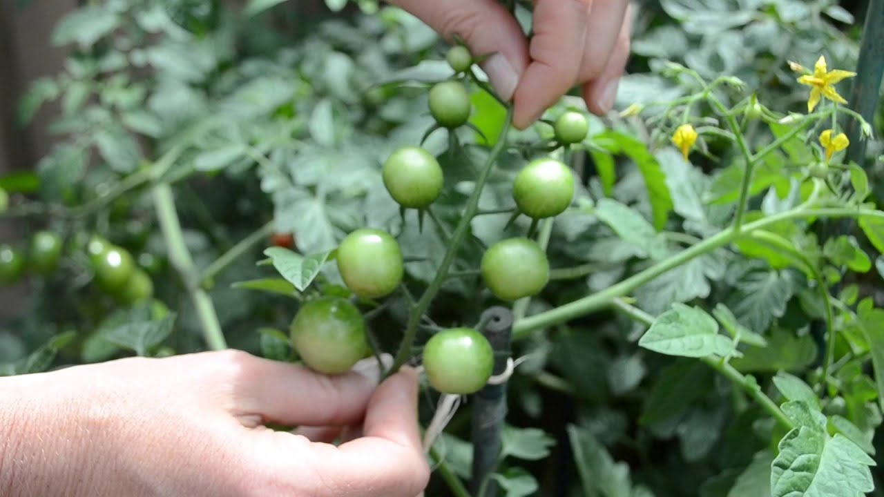 Tomato Reproduction - YouTube