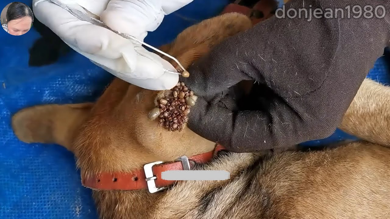 How To Remove 1000 Ticks From Poor Dog In Countryside - Removing Big ...