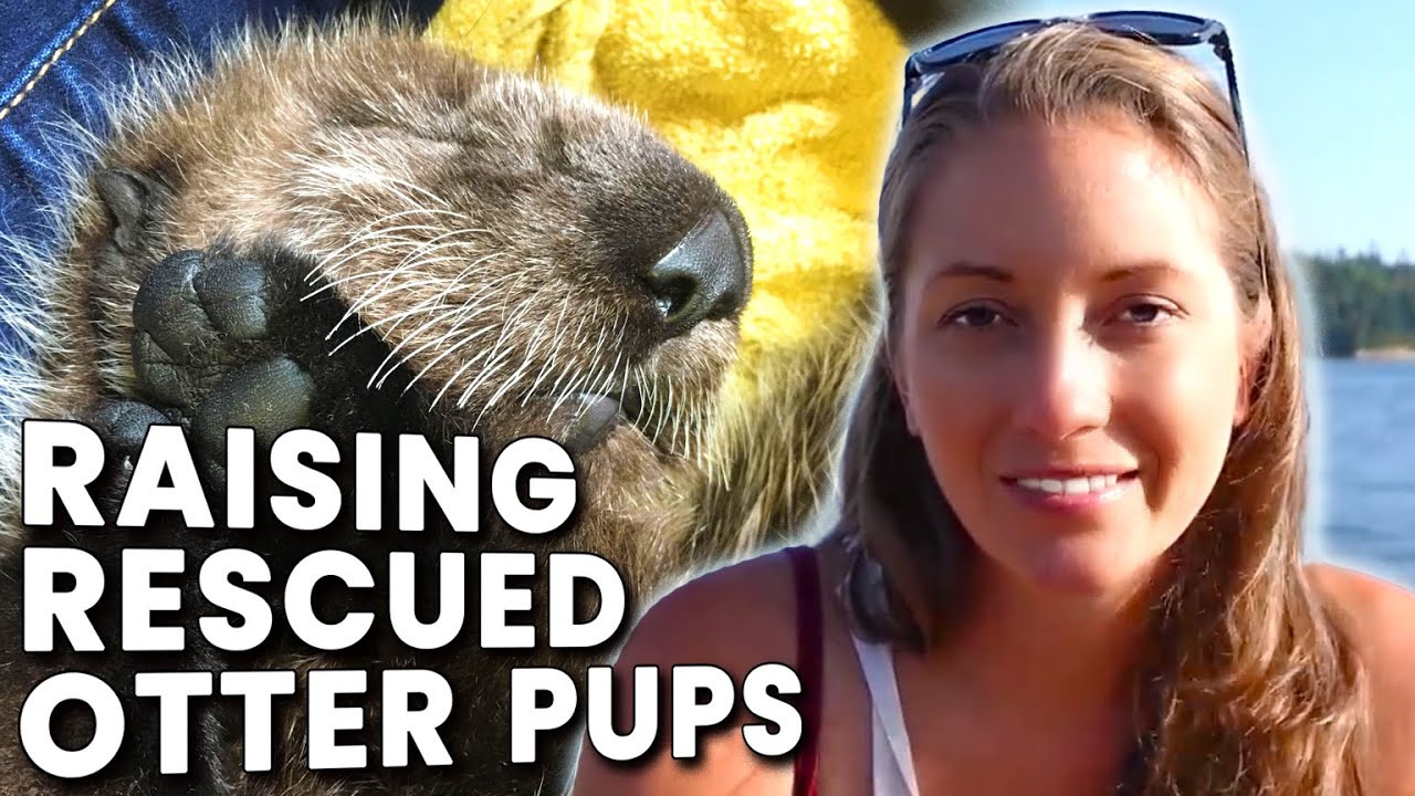 How Do You Raise a Baby Sea Otter? | A Marine Biologist EXPLAINS! - YouTube