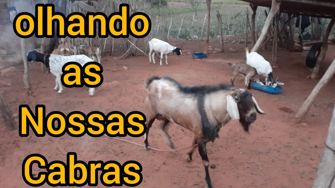olhando Nossas Cabras - YouTube