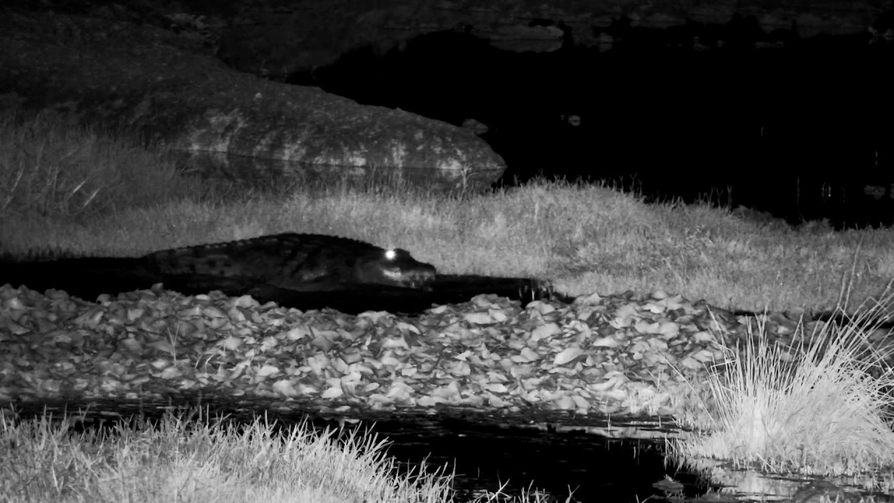 Crocodile Chase Caught on Night Camera - YouTube