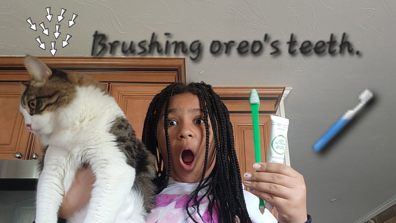 Brushing oreo's teeth. - YouTube