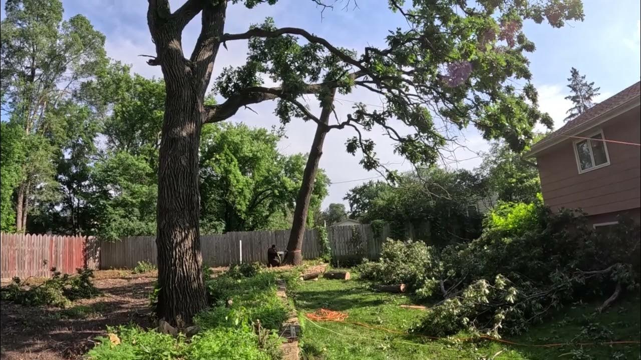 taking down a large tree near power lines and home - YouTube