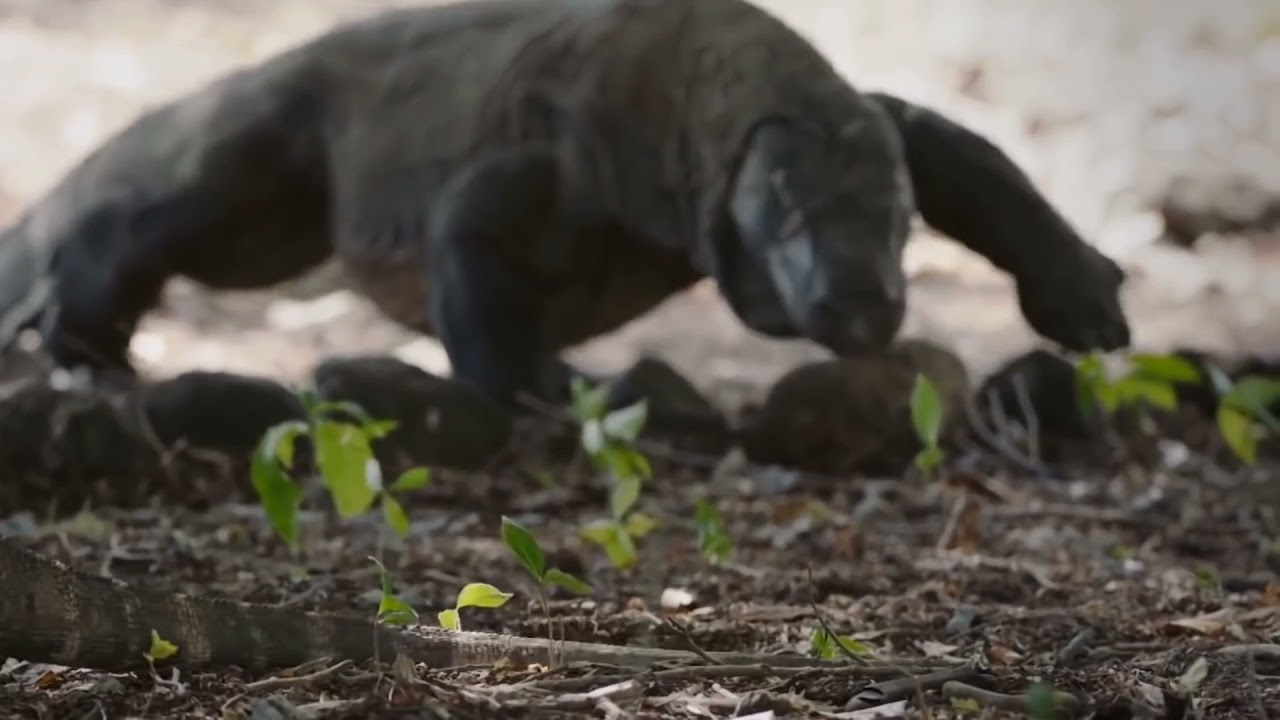 Comodo eats Monkey #shorts - YouTube