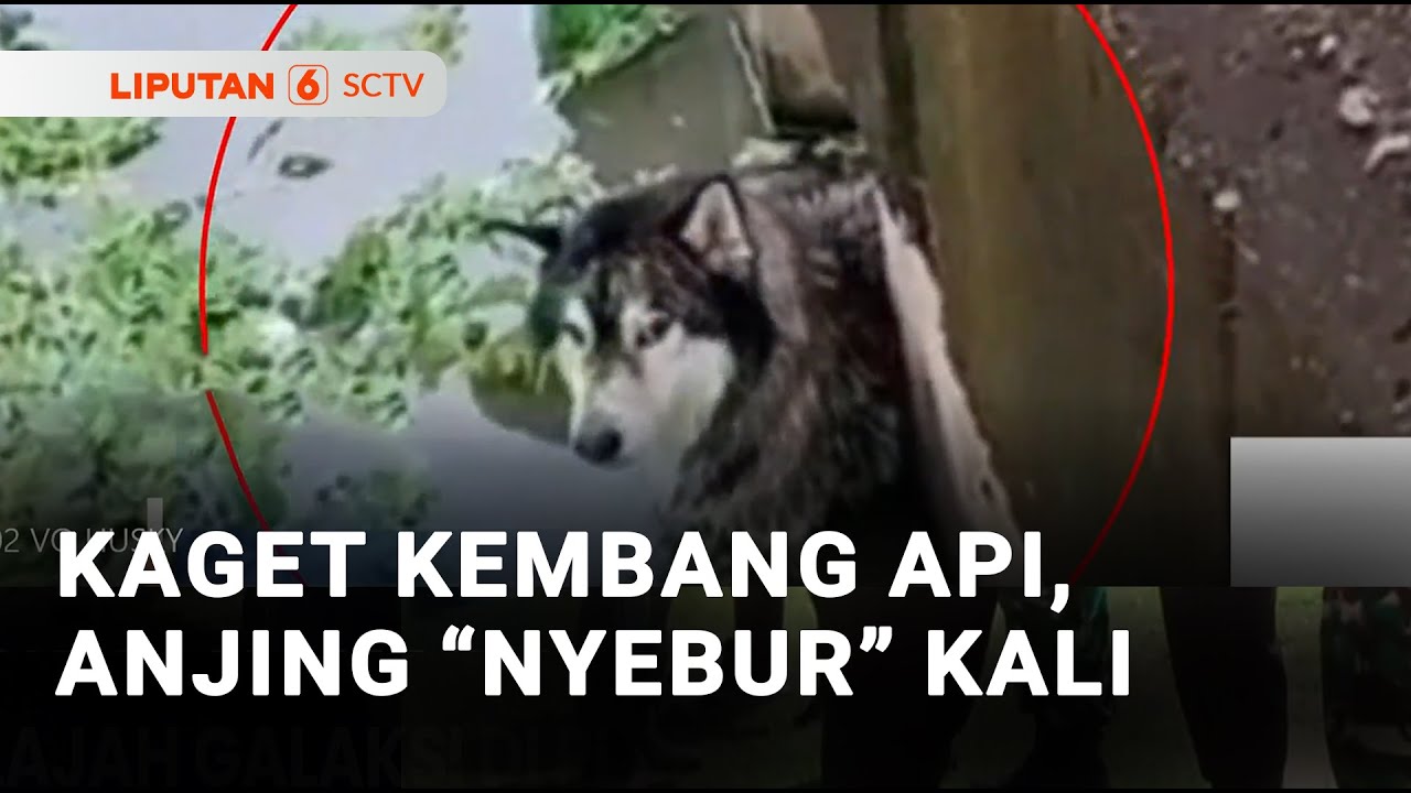 Kaget Kembang Api, Anjing 'Nyebur' Kali | Liputan 6 - YouTube