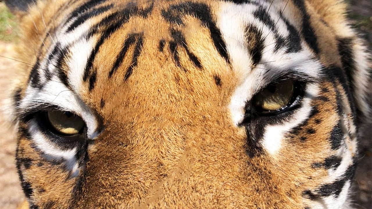 Tiger with a Tummy Ache! - YouTube