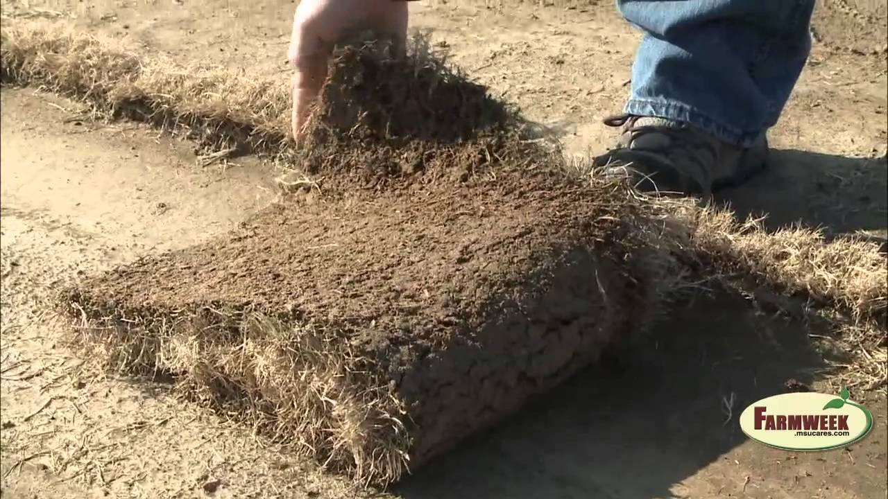 Mississippi State Univ turfgrass program - YouTube