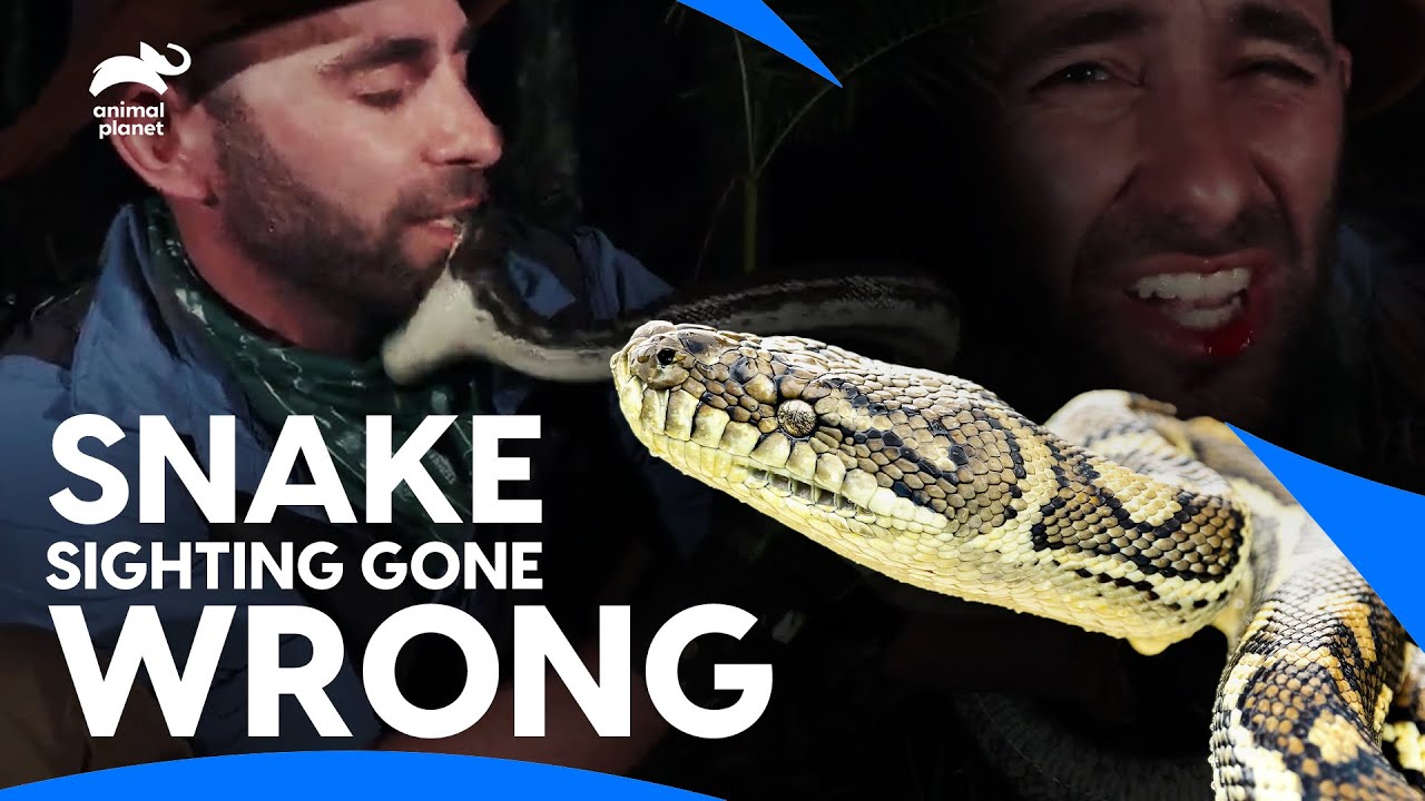 BIG Python Attack on Coyote Peterson Face | Angry Python Snake🐍| चेहरे ...
