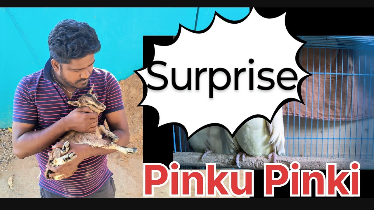 Surprise For All... Pinku and Pinki both are Happy. #baripada #nature # ...