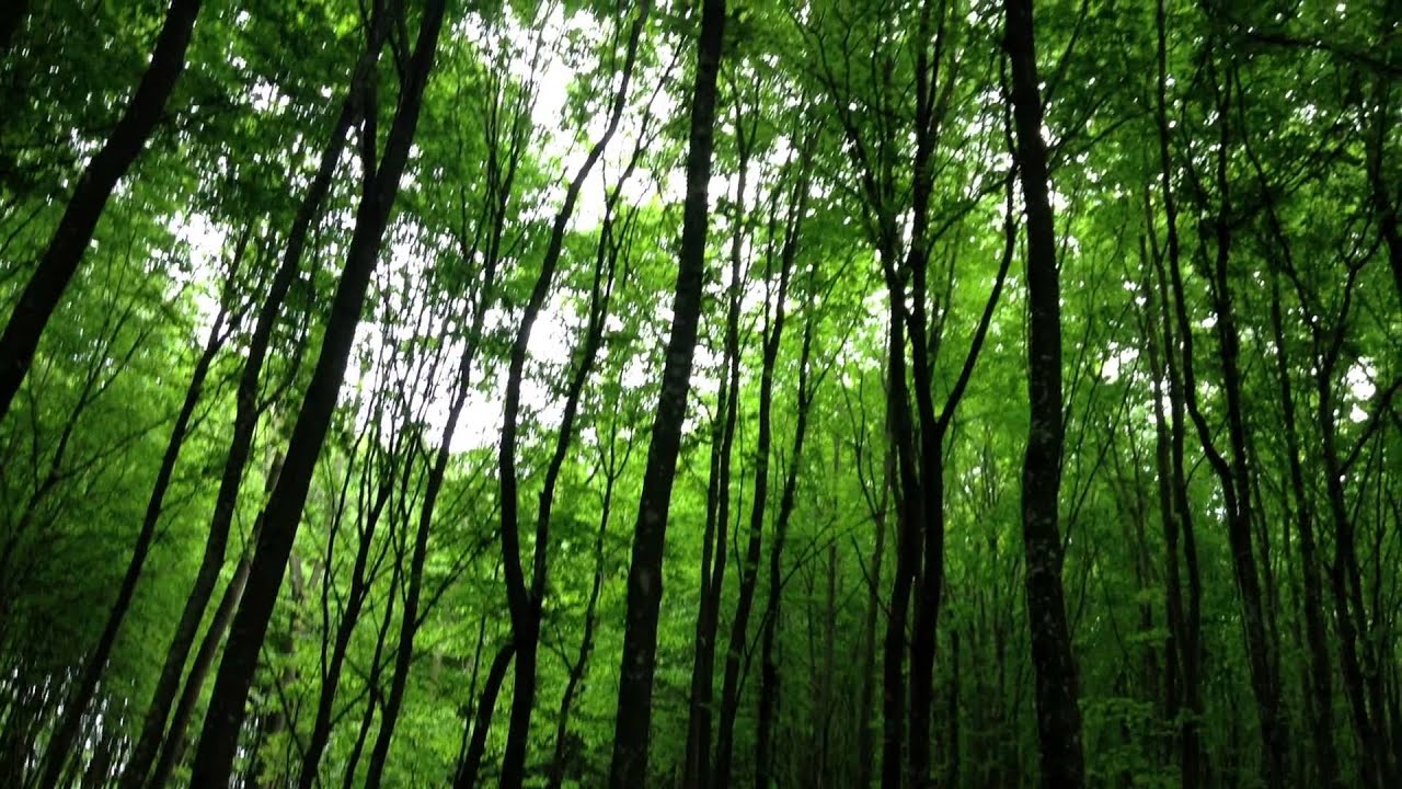 Spring woods - YouTube