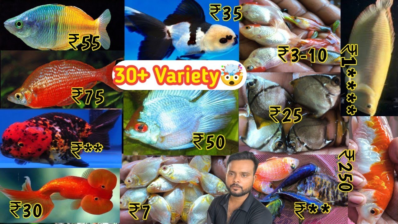 30+ Variety of Tropical fish | Recent Fish price | Exotic Variety ...