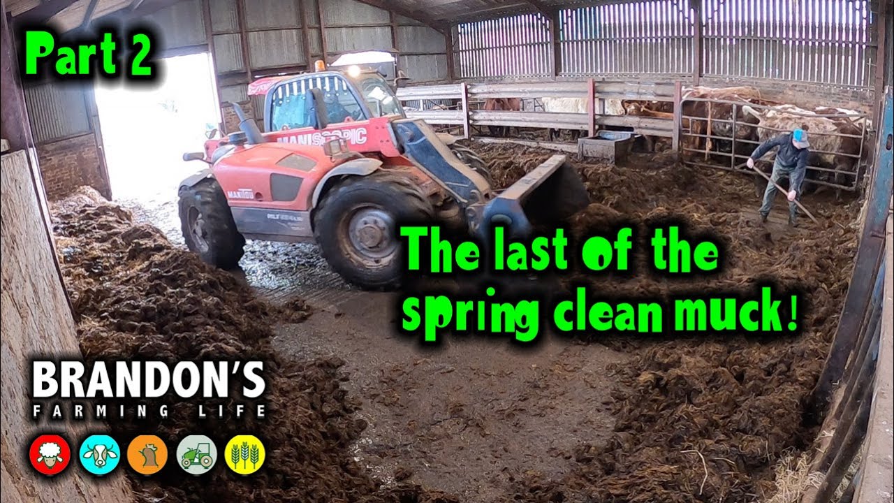 Mucking out the cow shed (Spring) - Part 2 - YouTube