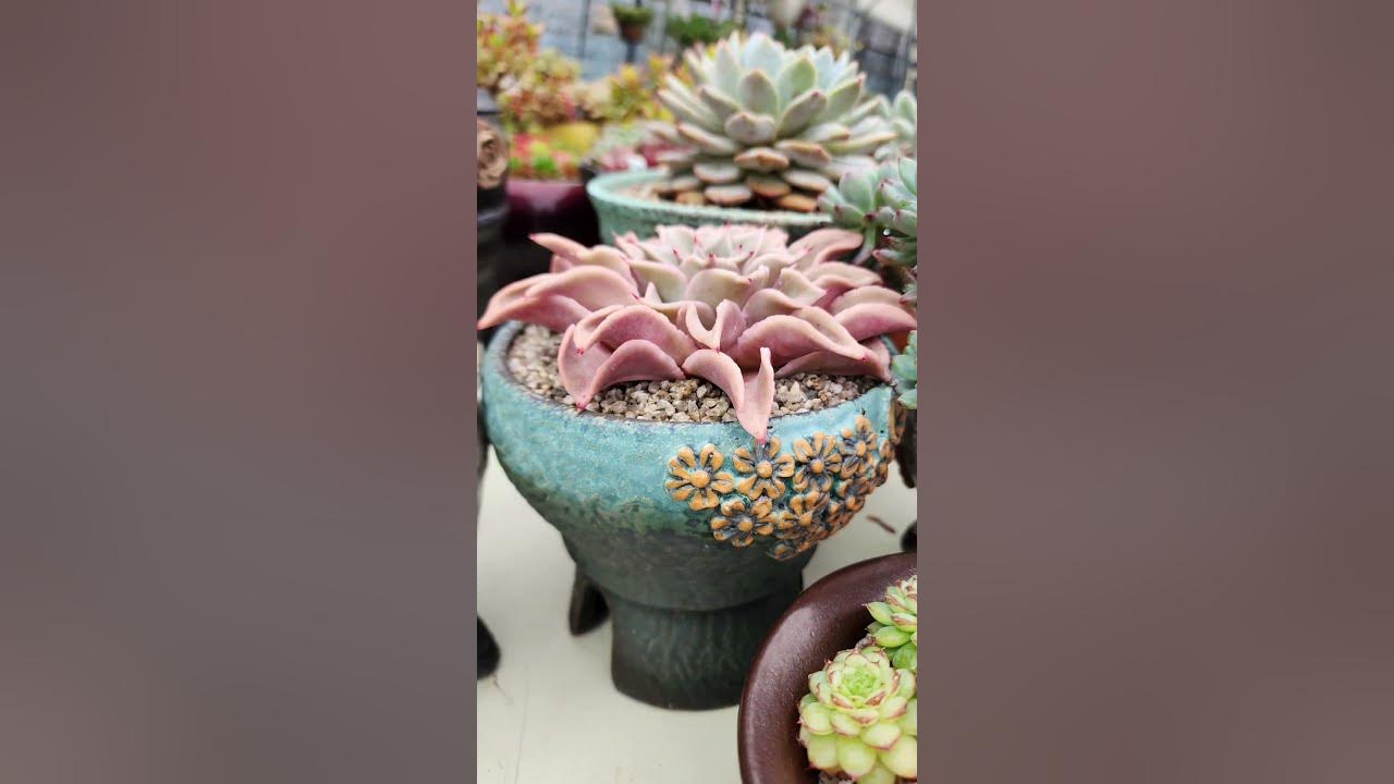 쇼츠영상 다육이하우스 다육이 경주다육이 다육이키우기 다육농원 다육이분갈이 식물 반려식물 배합토 디자인 다육이를부탁해 다육이화분 Youtube