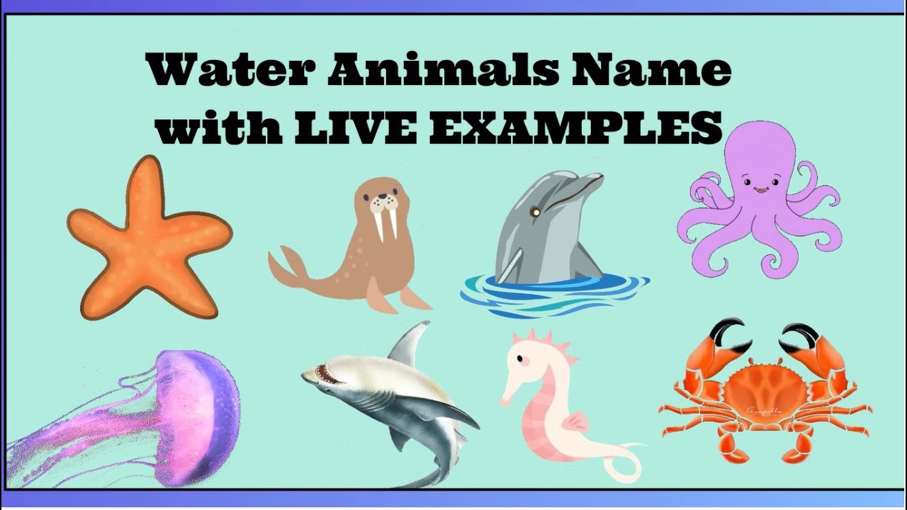 Learn Names of Sea Animals for Kids , Sea Creatures for Kids , Aquatic ...