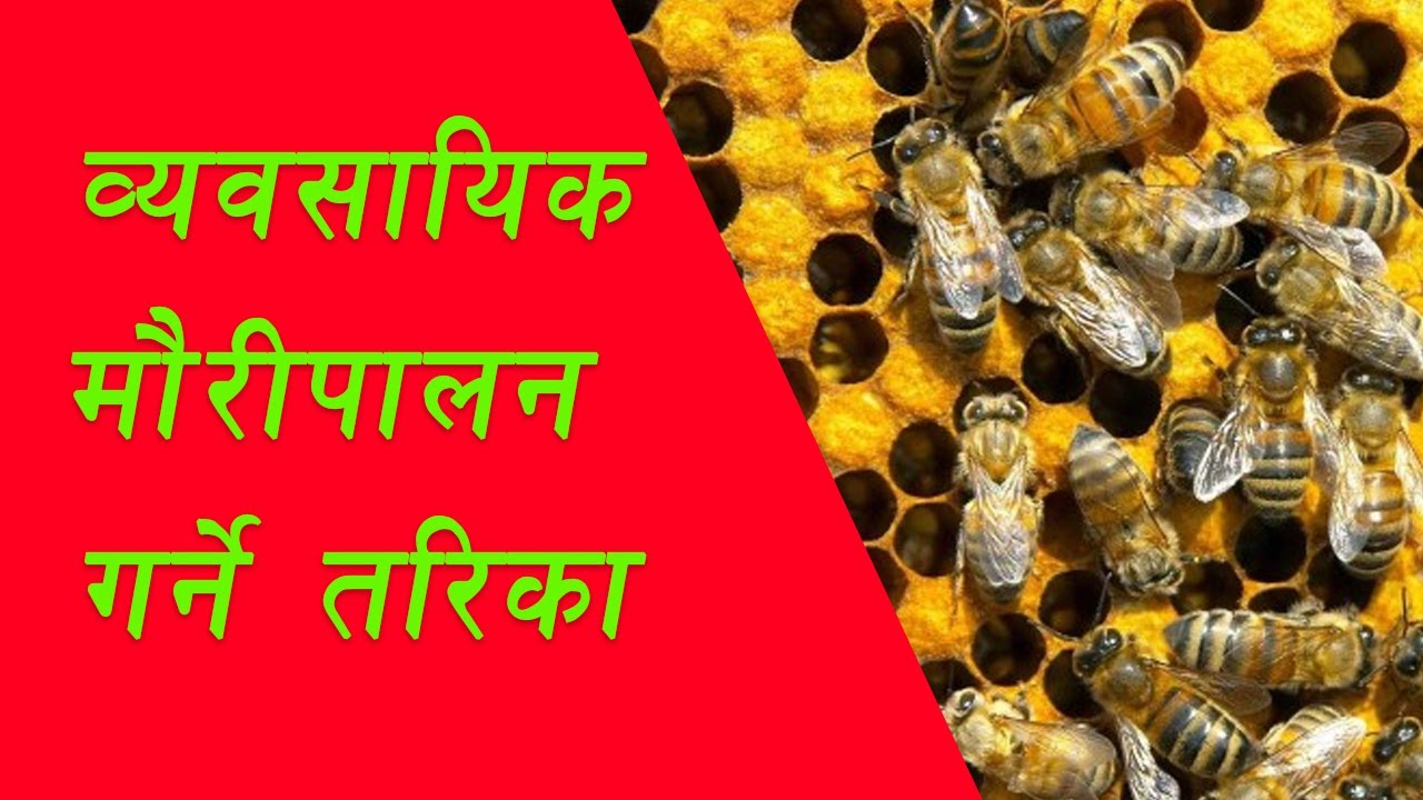 mauri palan in nepal | Bee Keeping Farming | मौरीपालन - YouTube
