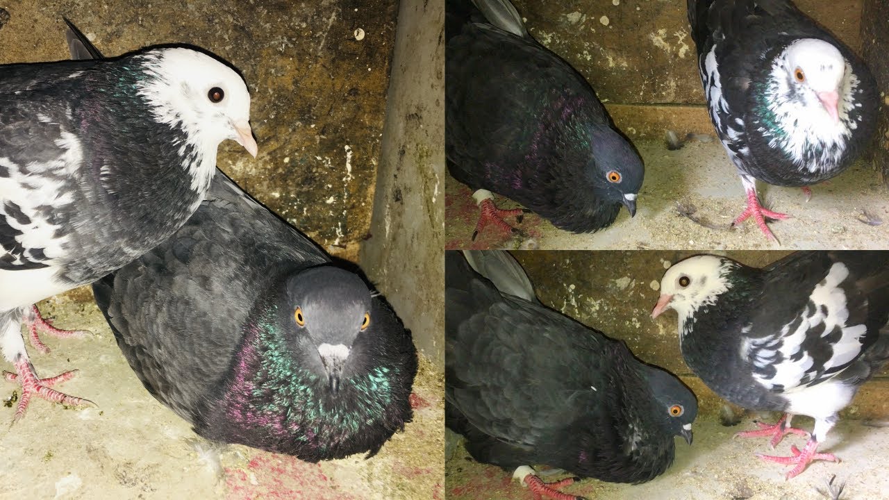 Male Pigeon Calling Female Pigeon || Pigeon Crying Cooing Sound ...