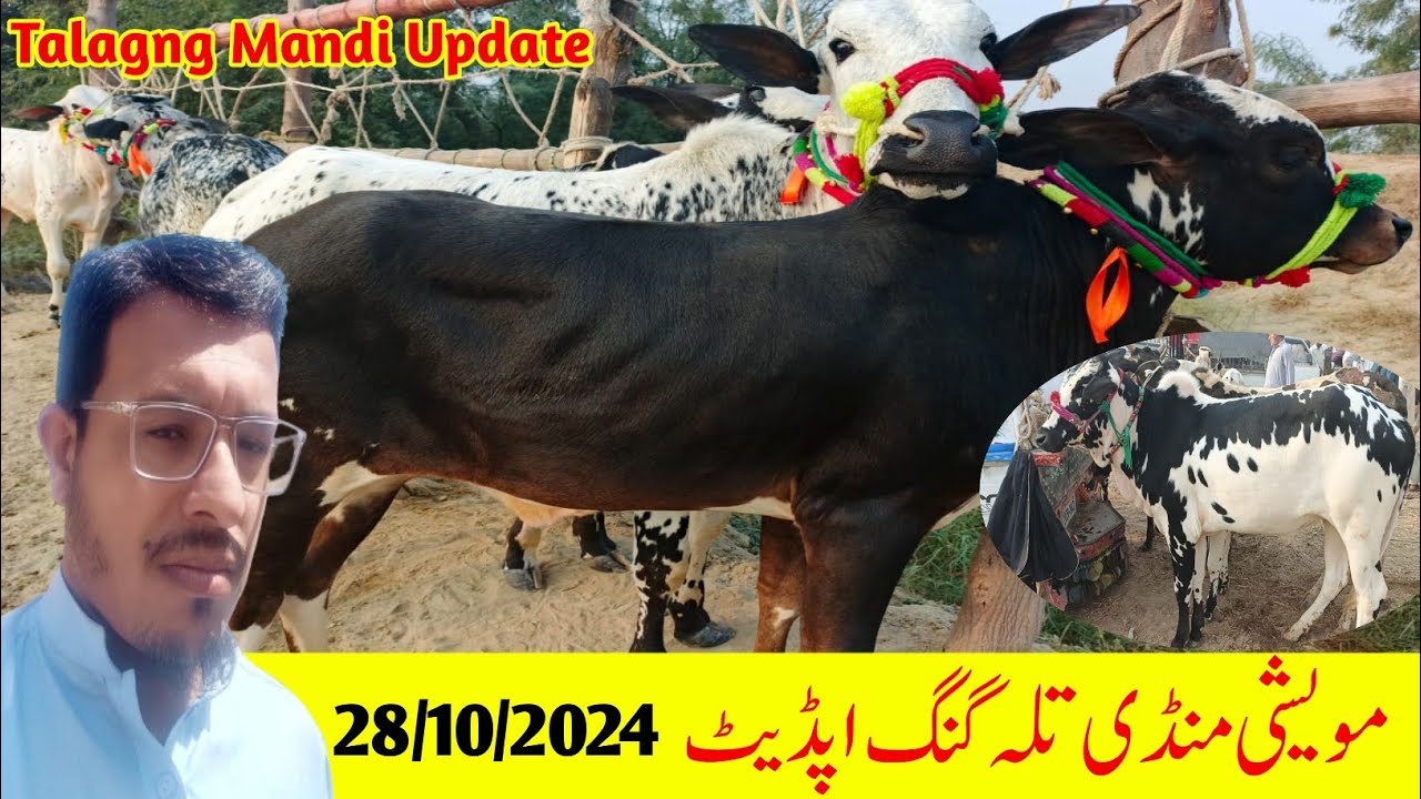 beautiful dhani dasi| 𝙏𝙖𝙡𝙖𝙜𝙣𝙜 | cow calf rates in Talagang Mandi new ...