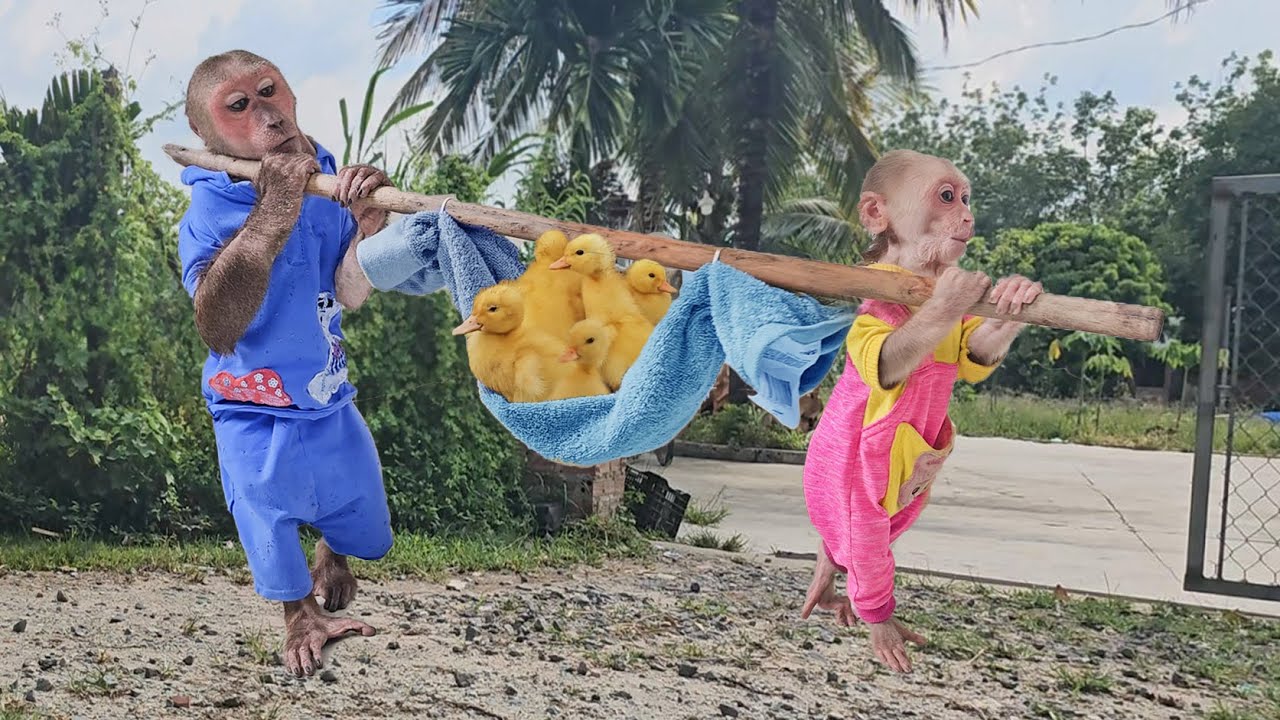 Best moments! Monkey Su & Kuku smart ingenious take care of little ...