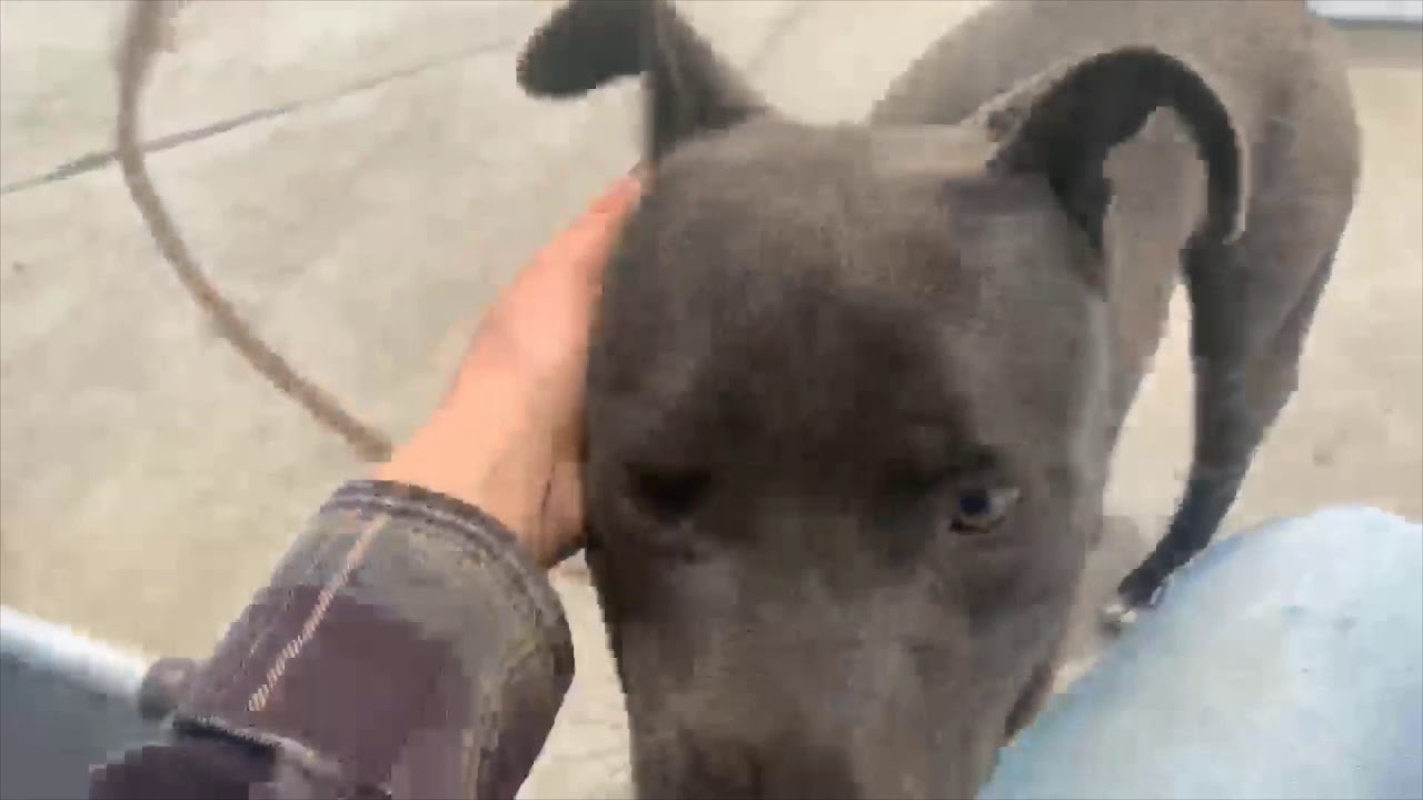 Scout: 1y gray male pitbull - YouTube