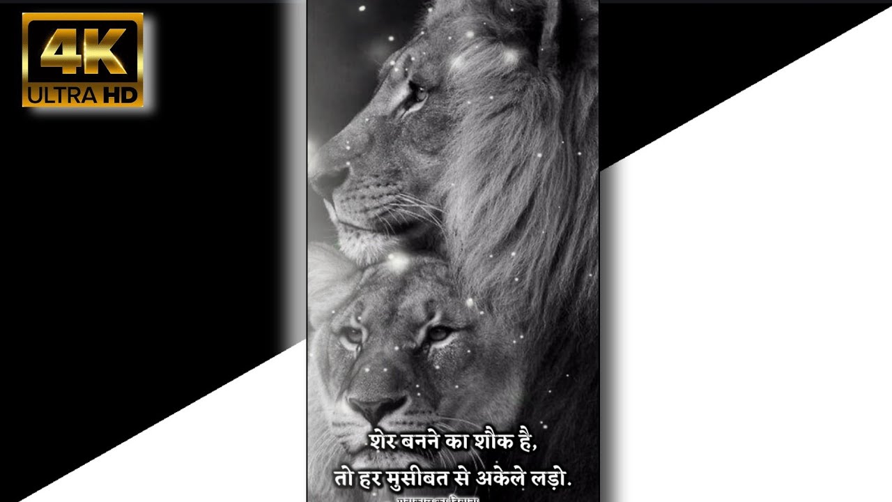 Sher Attitude Status | Lion 4k Shayri Status |Attitude Lion 4k Full ...