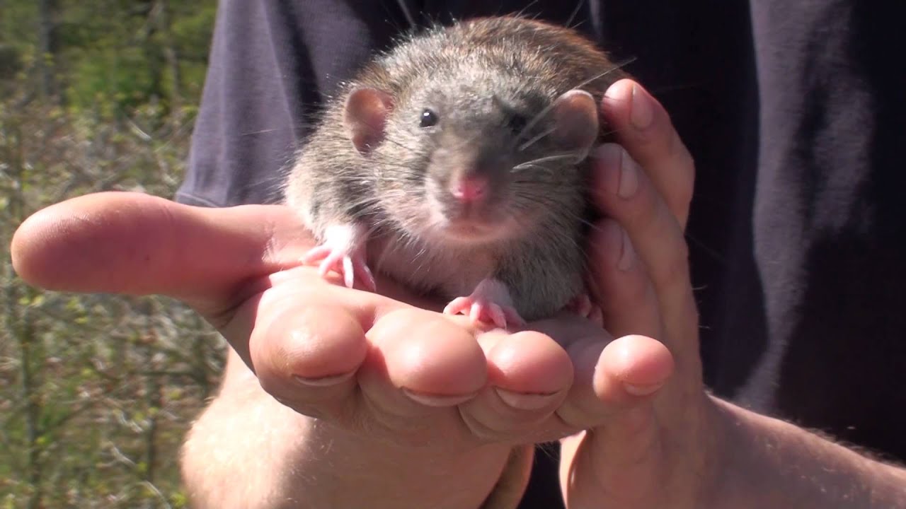 Brun rotte - YouTube