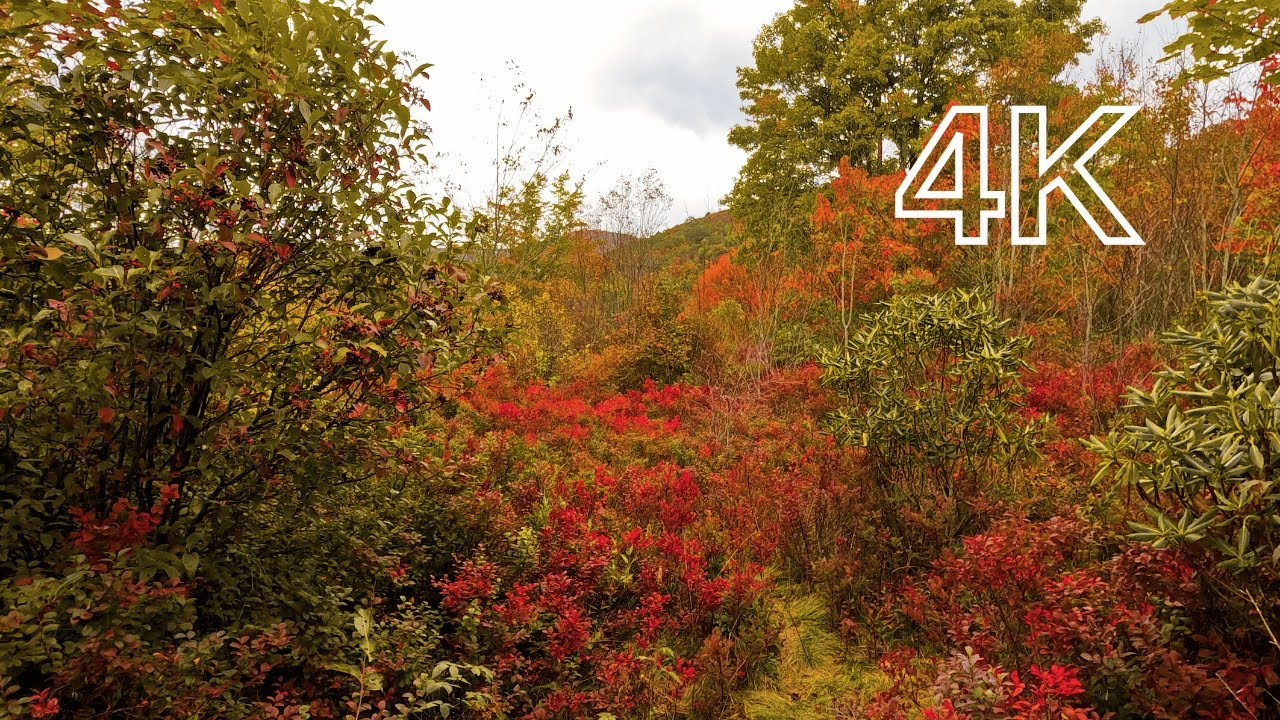 The Beauty of Fall Colors for Relaxation and Stress Relief - YouTube