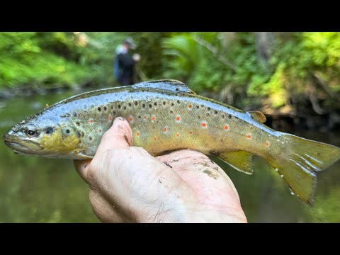 JUNGLE FISHING! BROOKHART TROUT! SUBTITLES!