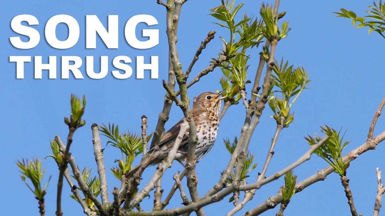 Song Thrush Nonstop Singing in the Trees | Morning Birdsong | Irish ...