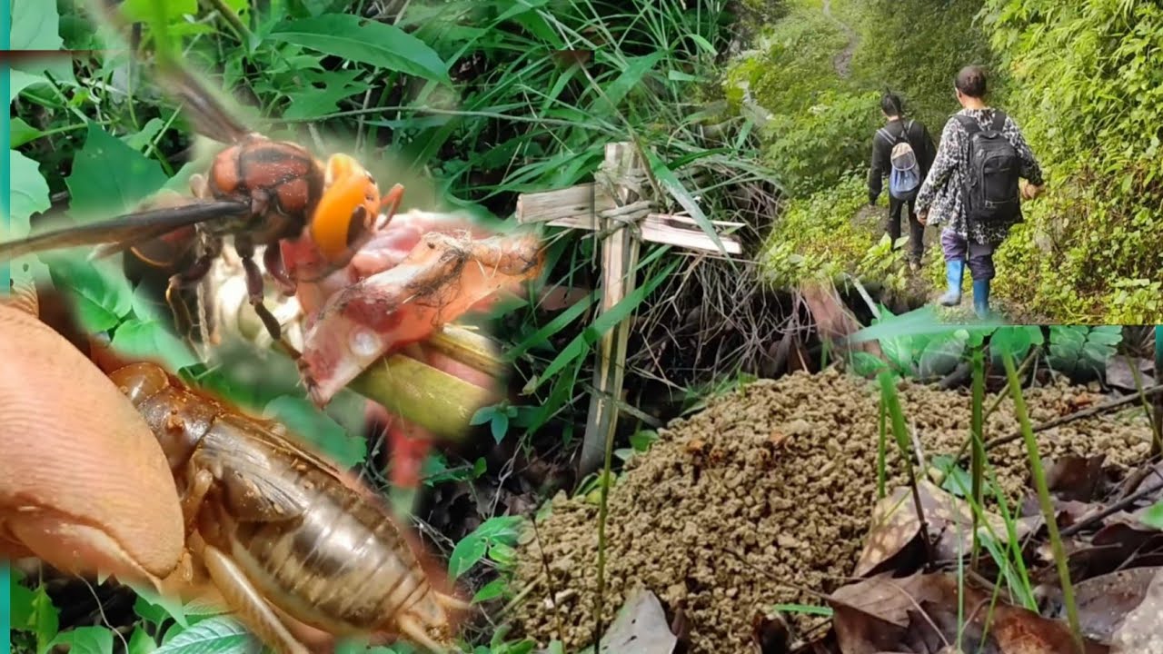 Hunting Hornet bee in Manipur Tangkhul//How to hunt Hornet bee ...