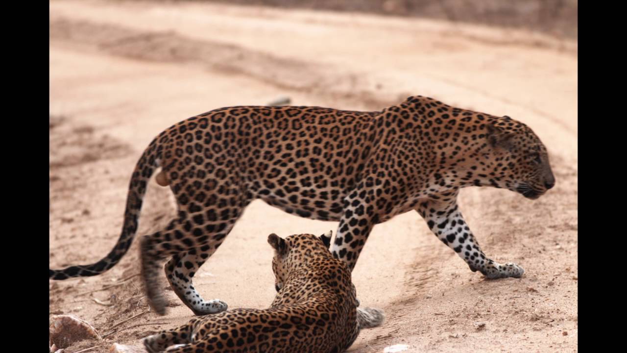 Three leopards together | Yala national park - YouTube