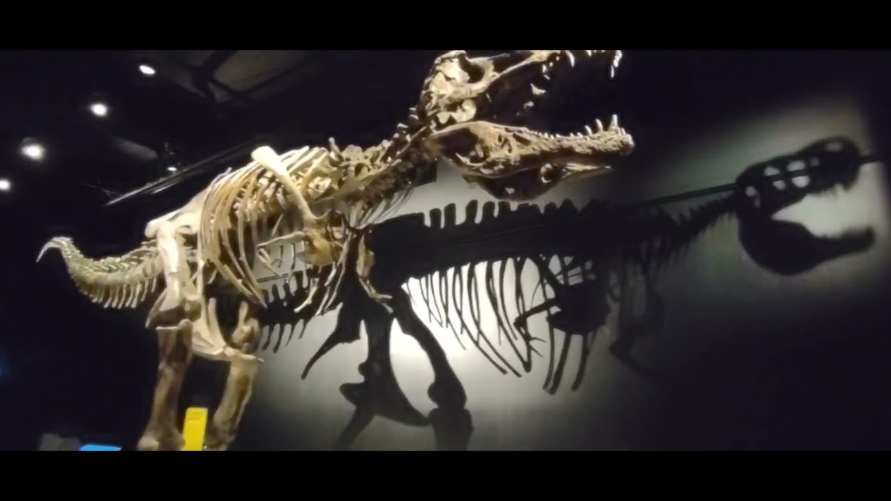 Tyrannosaurus Rex Complete Skeleton at OMSI | Portland Oregon - YouTube