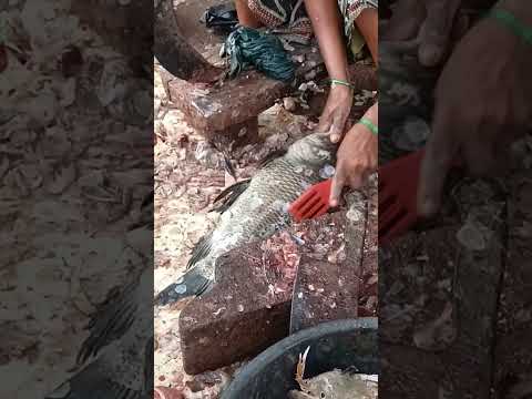 Godavari River Bochu Fish #rajahmundry #godavari #godavariflood #fish # ...