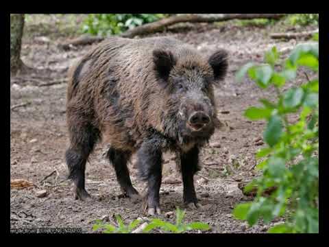 Wild boar Facts Interesting Facts about Wild boar Facts about Wild boar ...