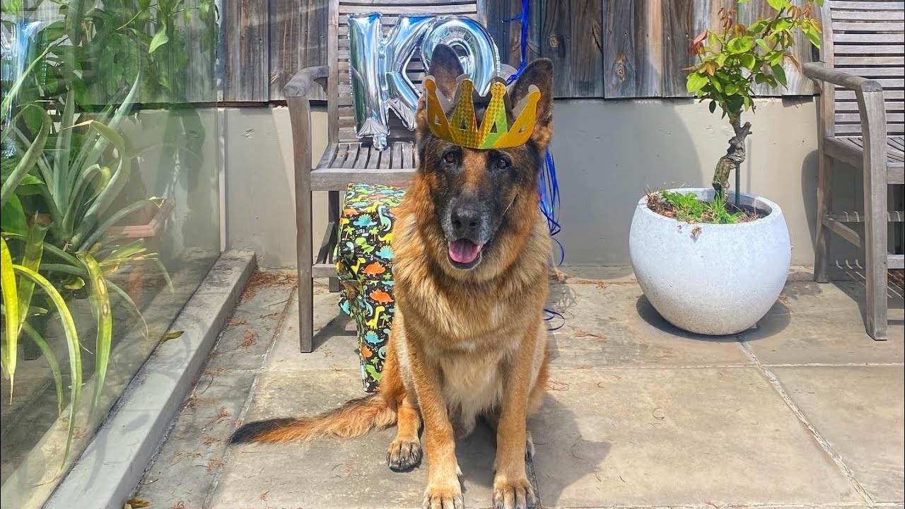 German Shepherd unboxing birthday present 💙 - YouTube
