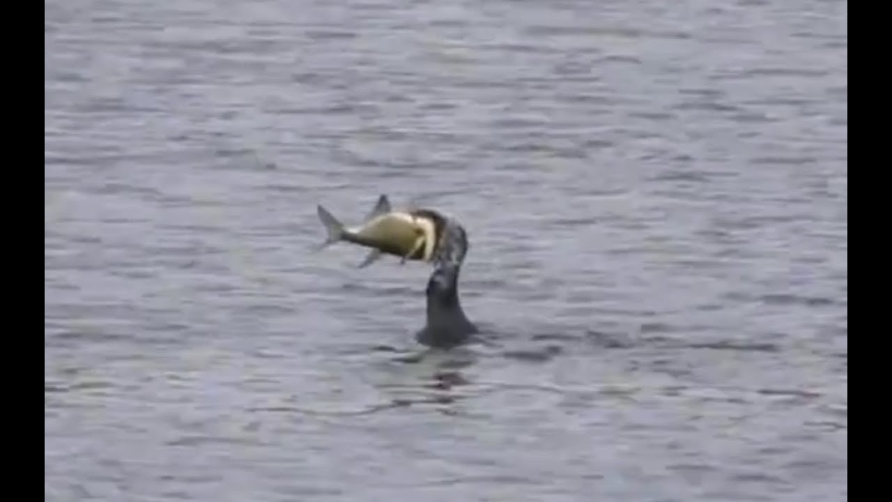 bird swallows a big fish by ani male - YouTube