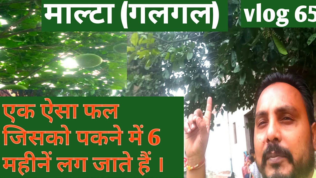 6 महीनो में पकने वाला फल गलगल (माल्टा) What is Galgal fruit in English ...