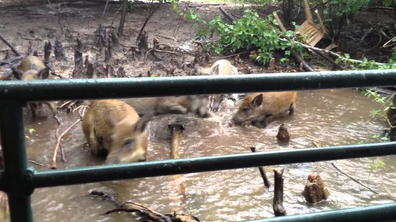 Wild Pigs Fighting - YouTube