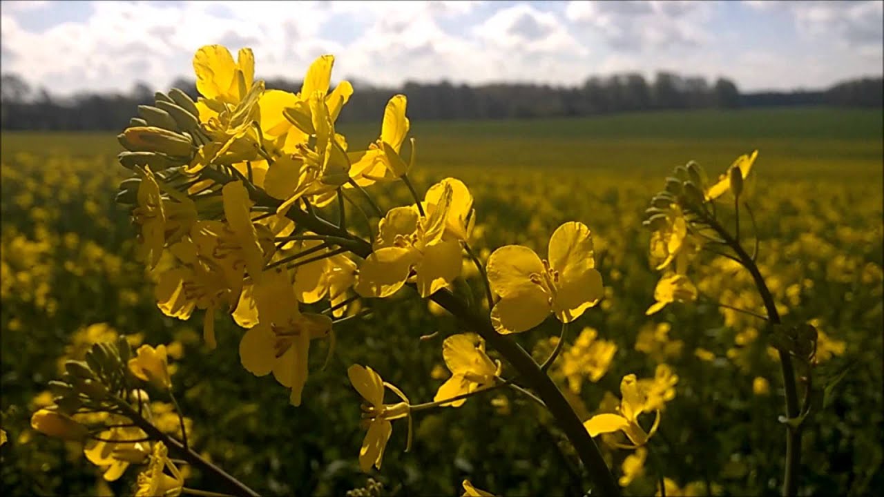 Raps marker - YouTube