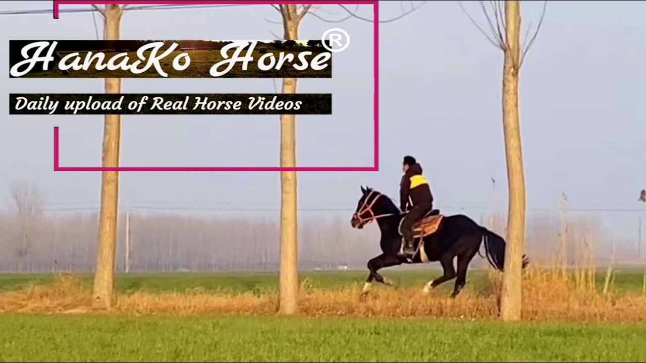Horseback Riding Training with Refreshing music - Live Stream 30 ...