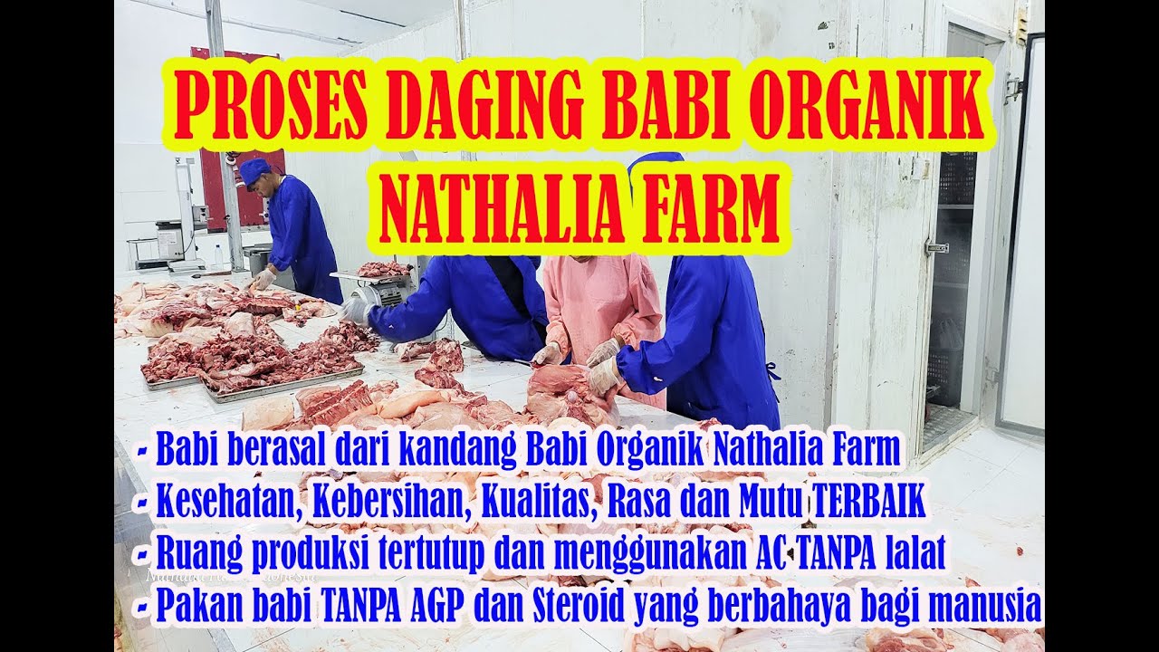 Proses Daging Babi Organik Nathalia Farm - YouTube