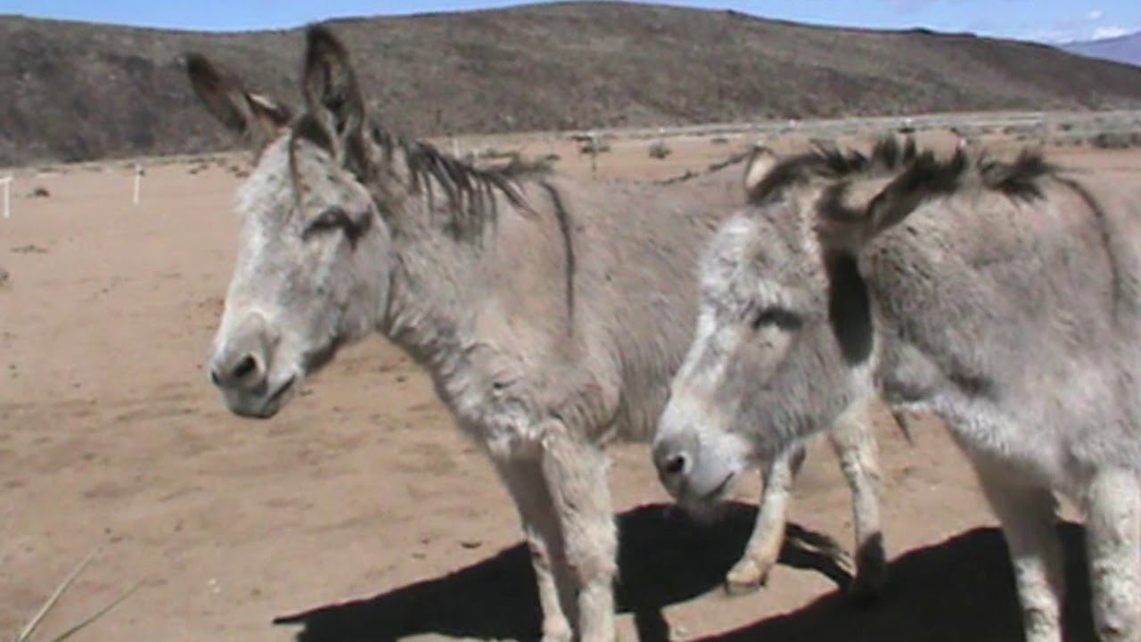 Burros Mar 18, 2018 - YouTube
