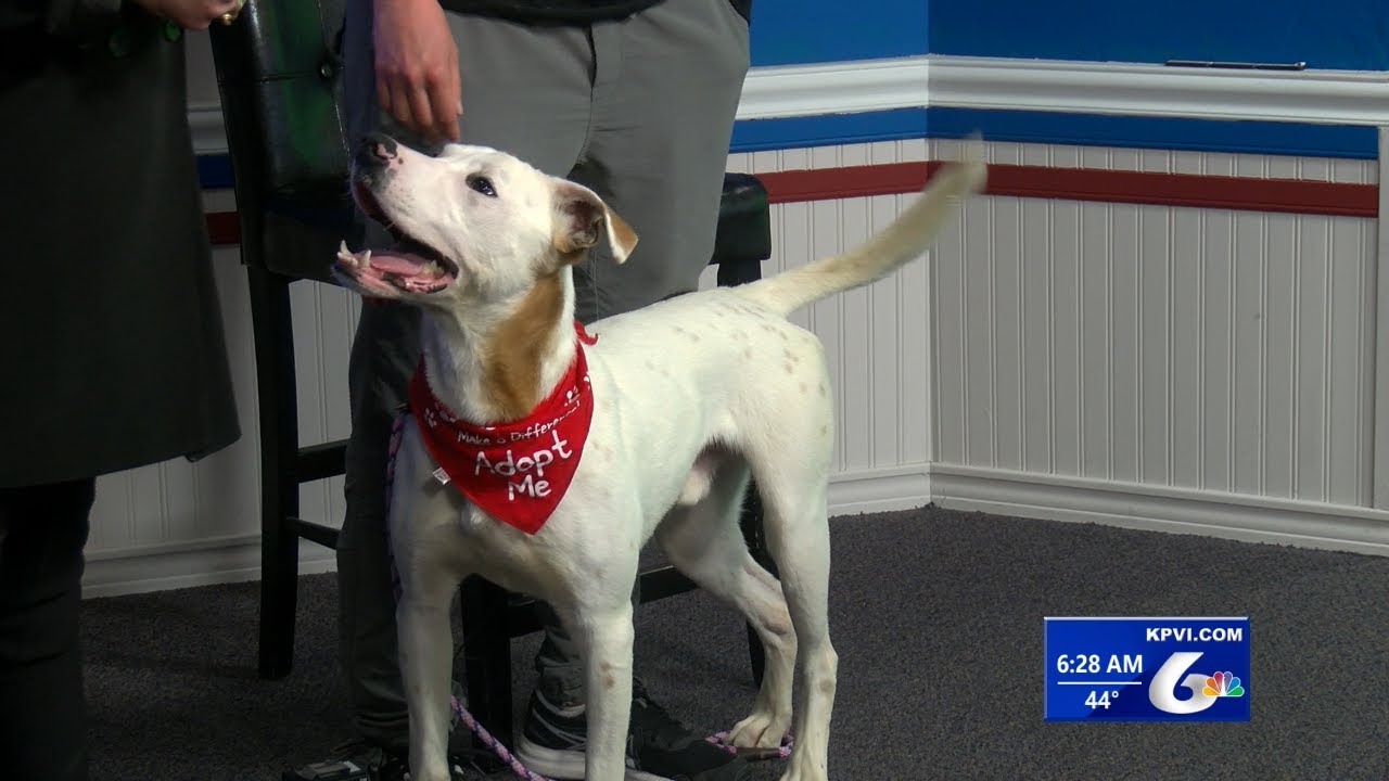 Tail-Wagger Wednesday April 12, 2023 - YouTube