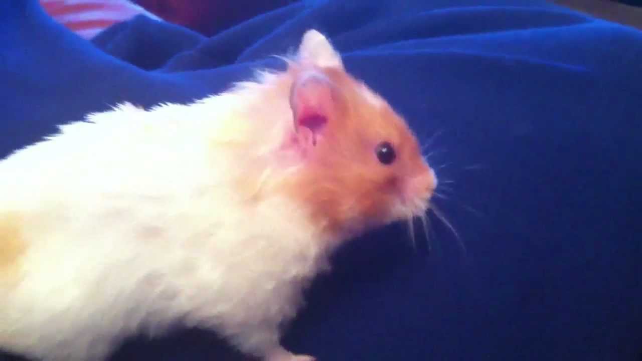 My hamster 2 - YouTube